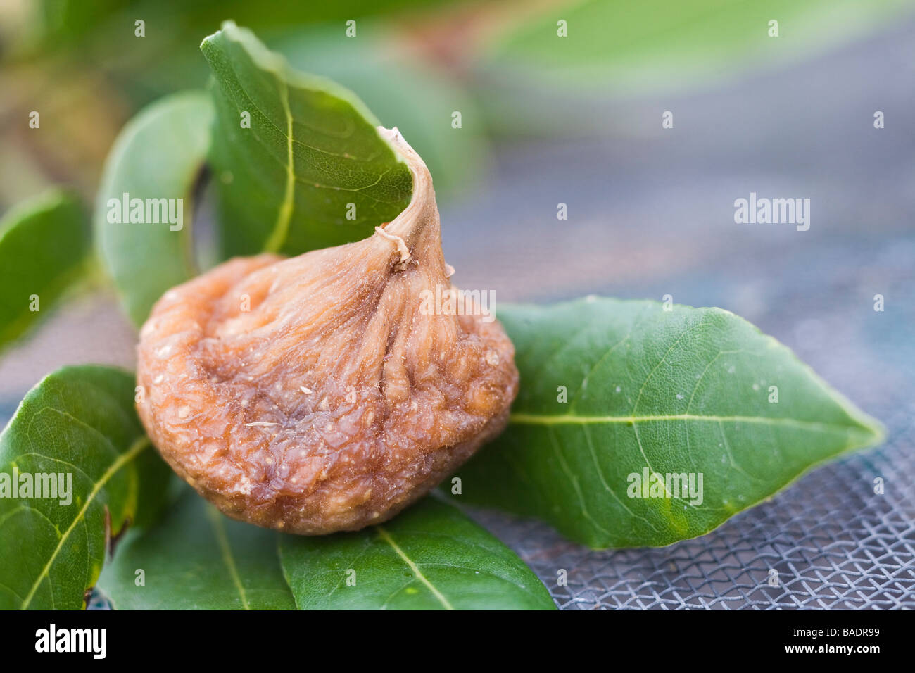 France, Gard, Vezenobres, figs from the orchards of the village and bay ...