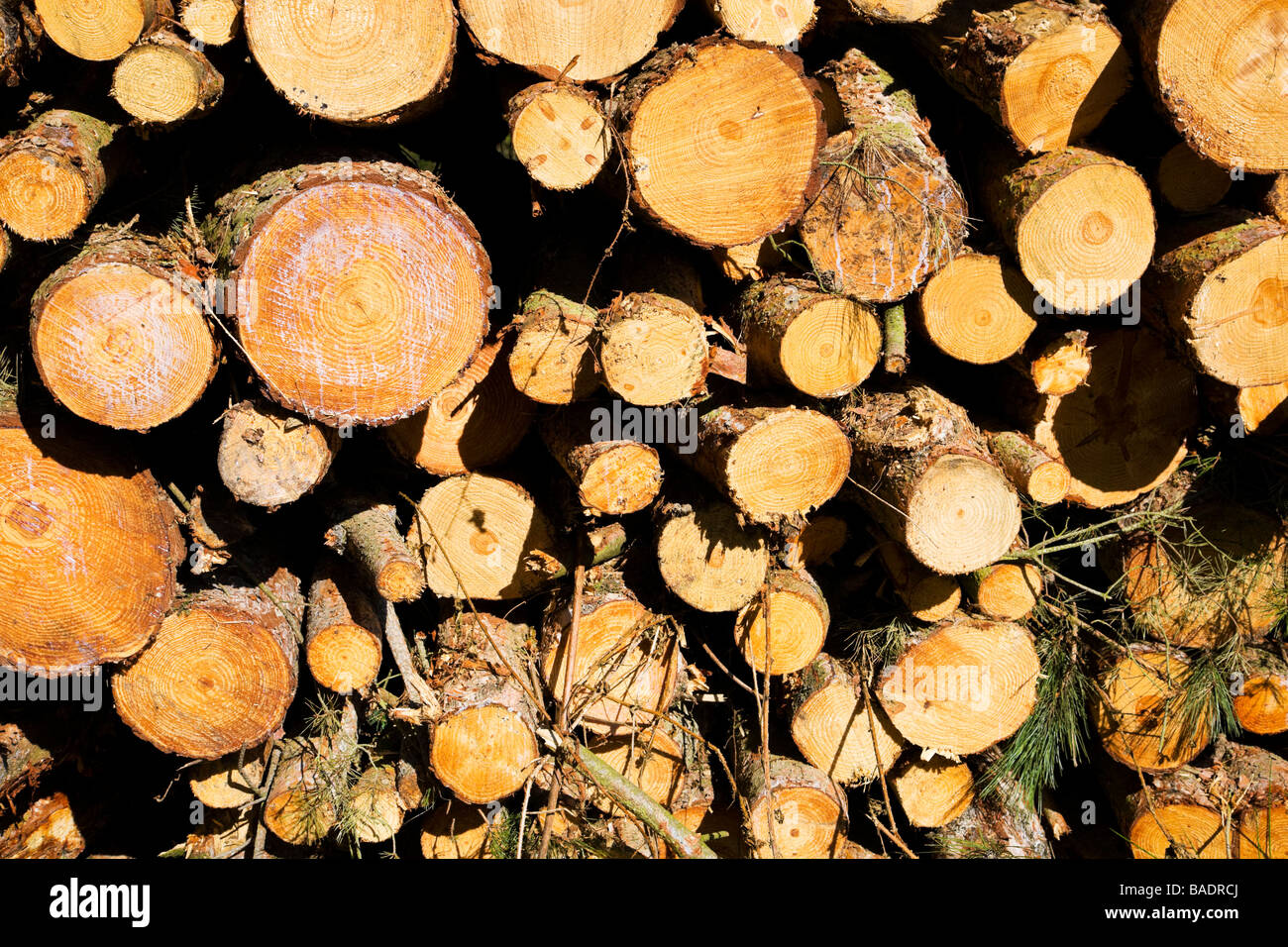 Freshly cut wood log pile, showing clean cut ends Stock Photo - Alamy