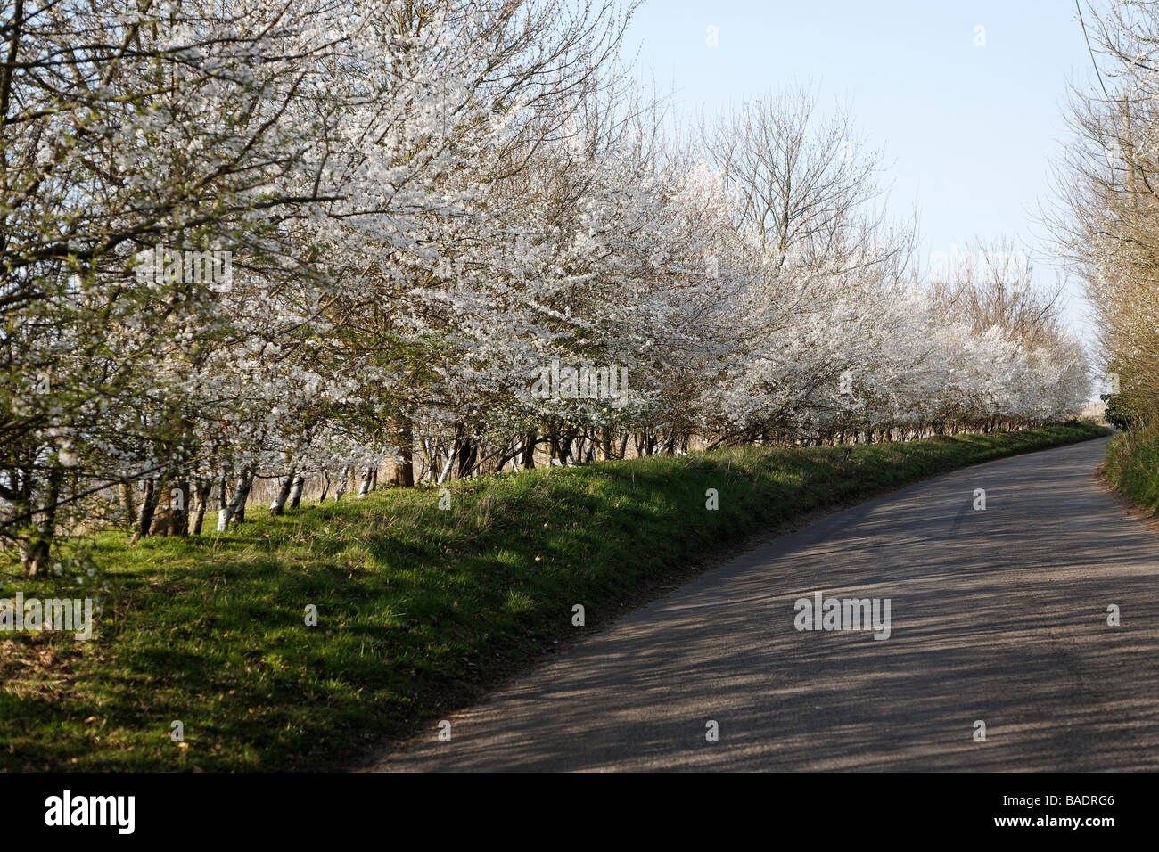 Tree trees bushes spring hi-res stock photography and images - Alamy