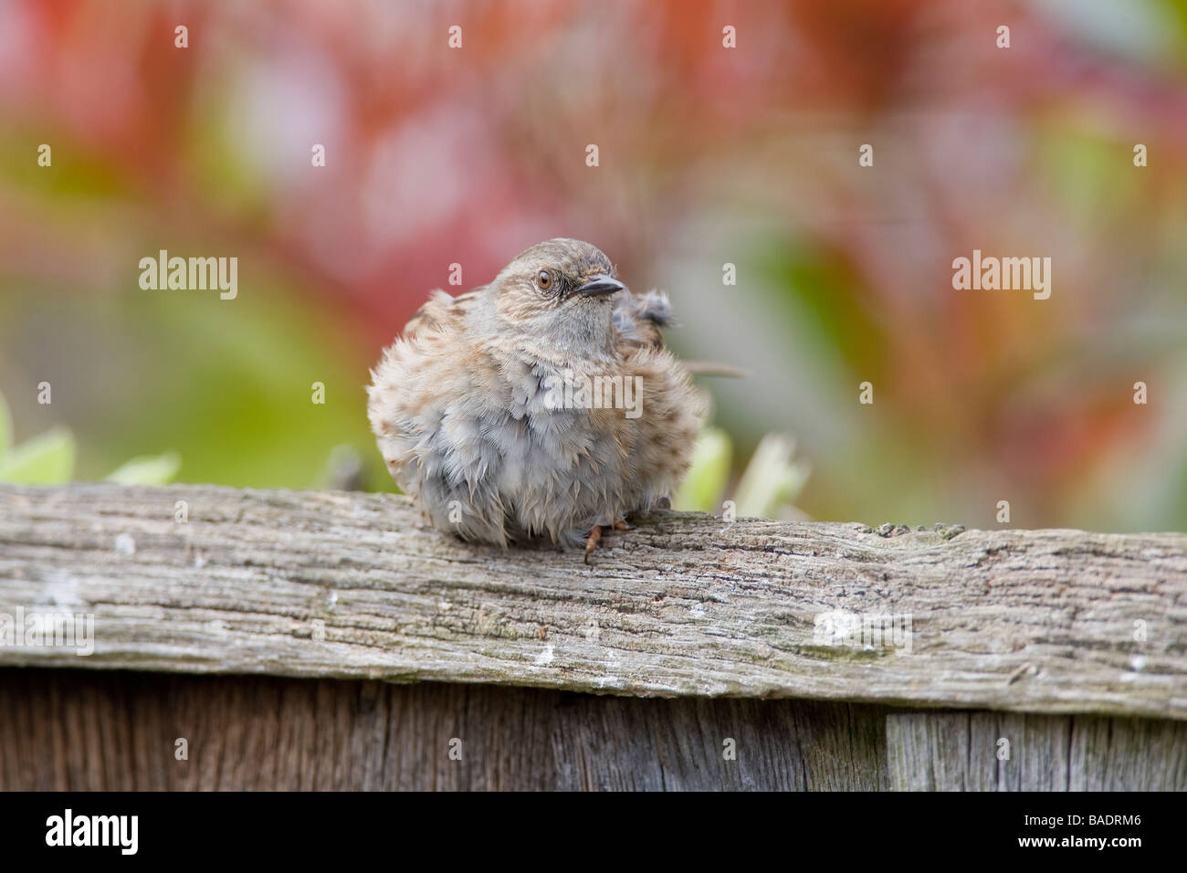 Fluffed up dunnock hi-res stock photography and images - Alamy