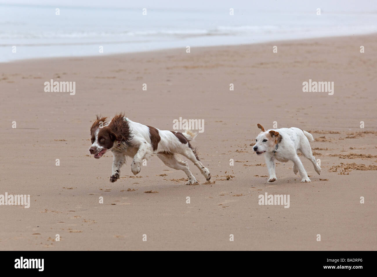 English Springer Spaniel and Jack Russell Terrier running on Cromer ...