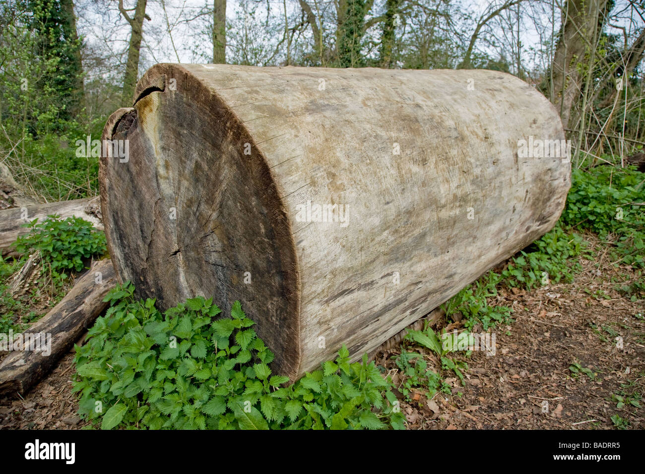 Old felled tree Stock Photo - Alamy