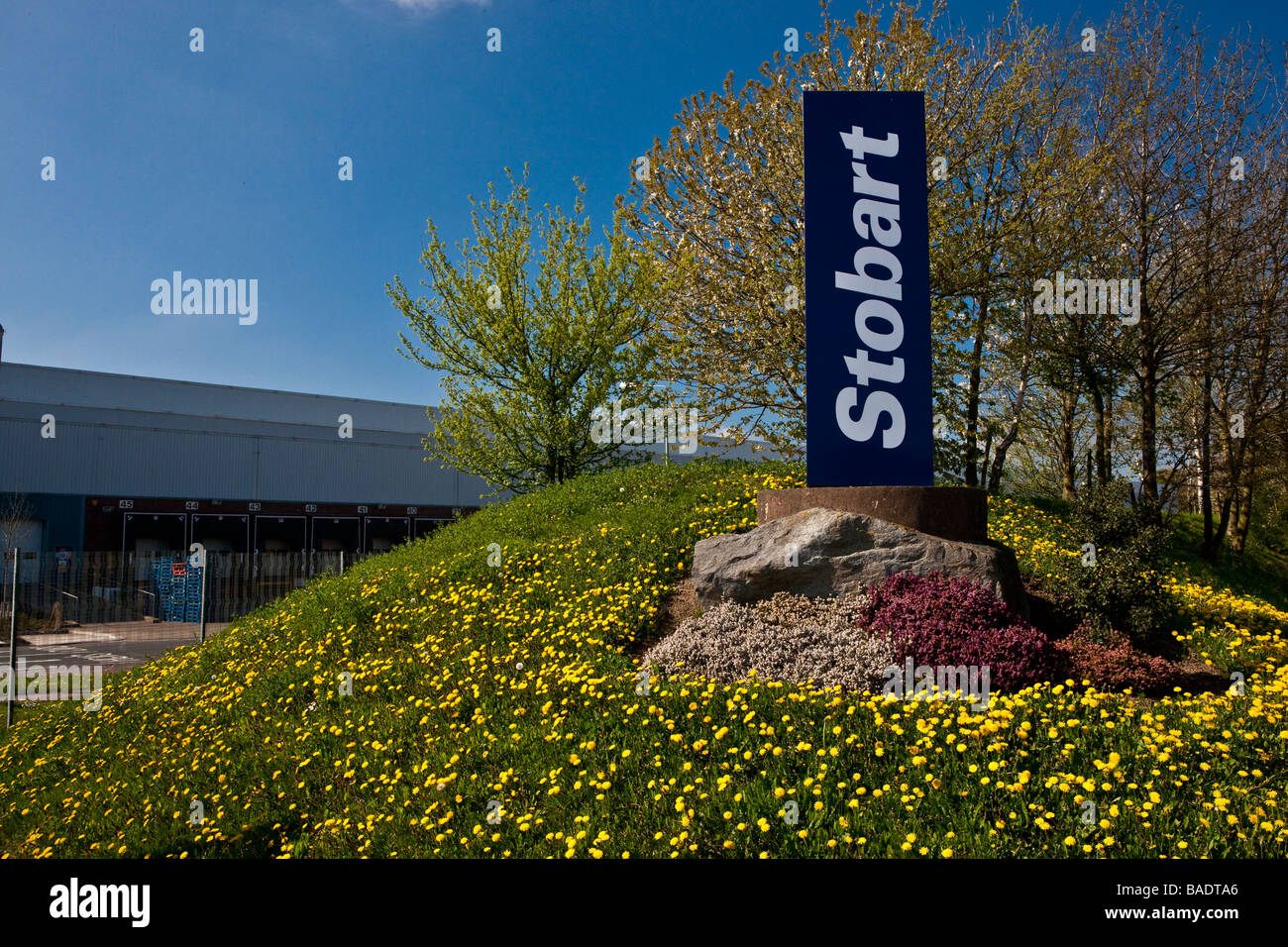 massed dandelions on a roadside grass verge beneath a sign for the ...