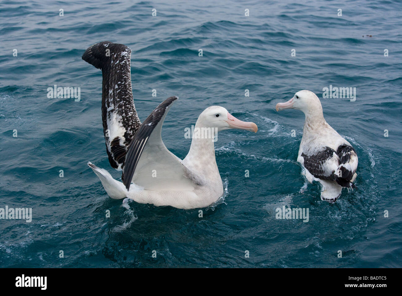 Wandering Albatross Size Comparison