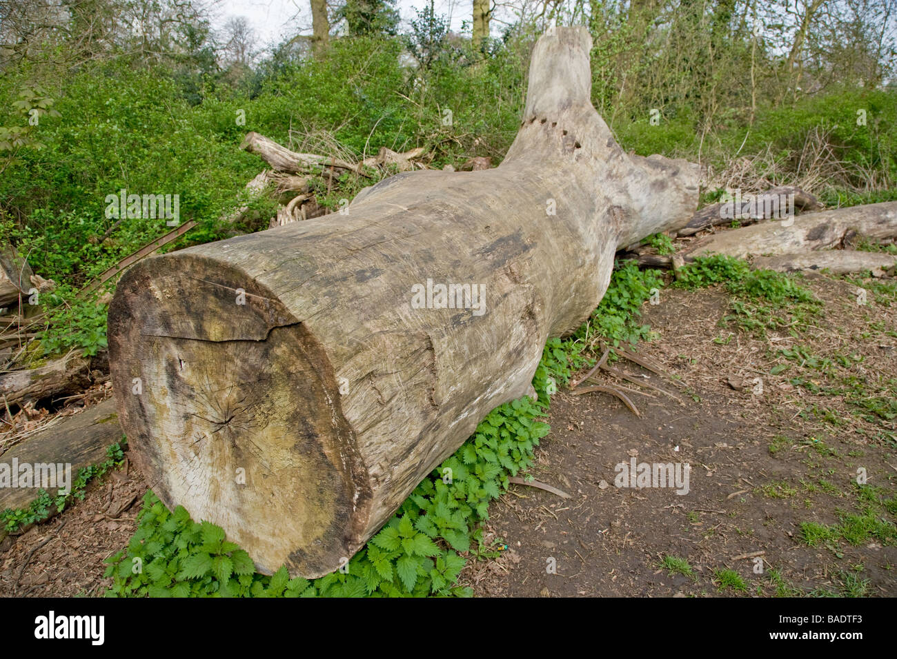 Old felled tree Stock Photo - Alamy