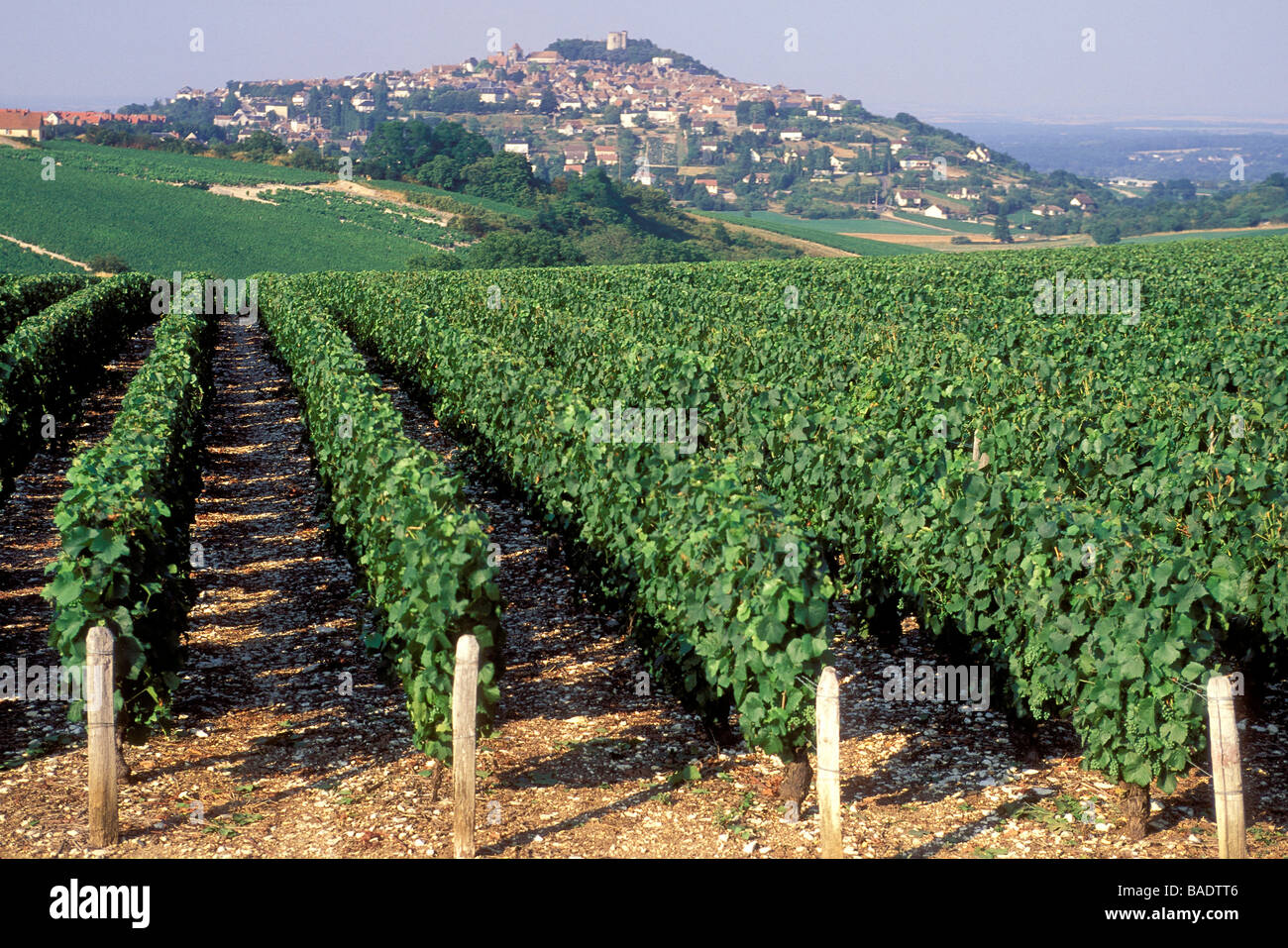 France, Cher, Sancerre, the AOC Sancerre Wineyard and the Village de ...