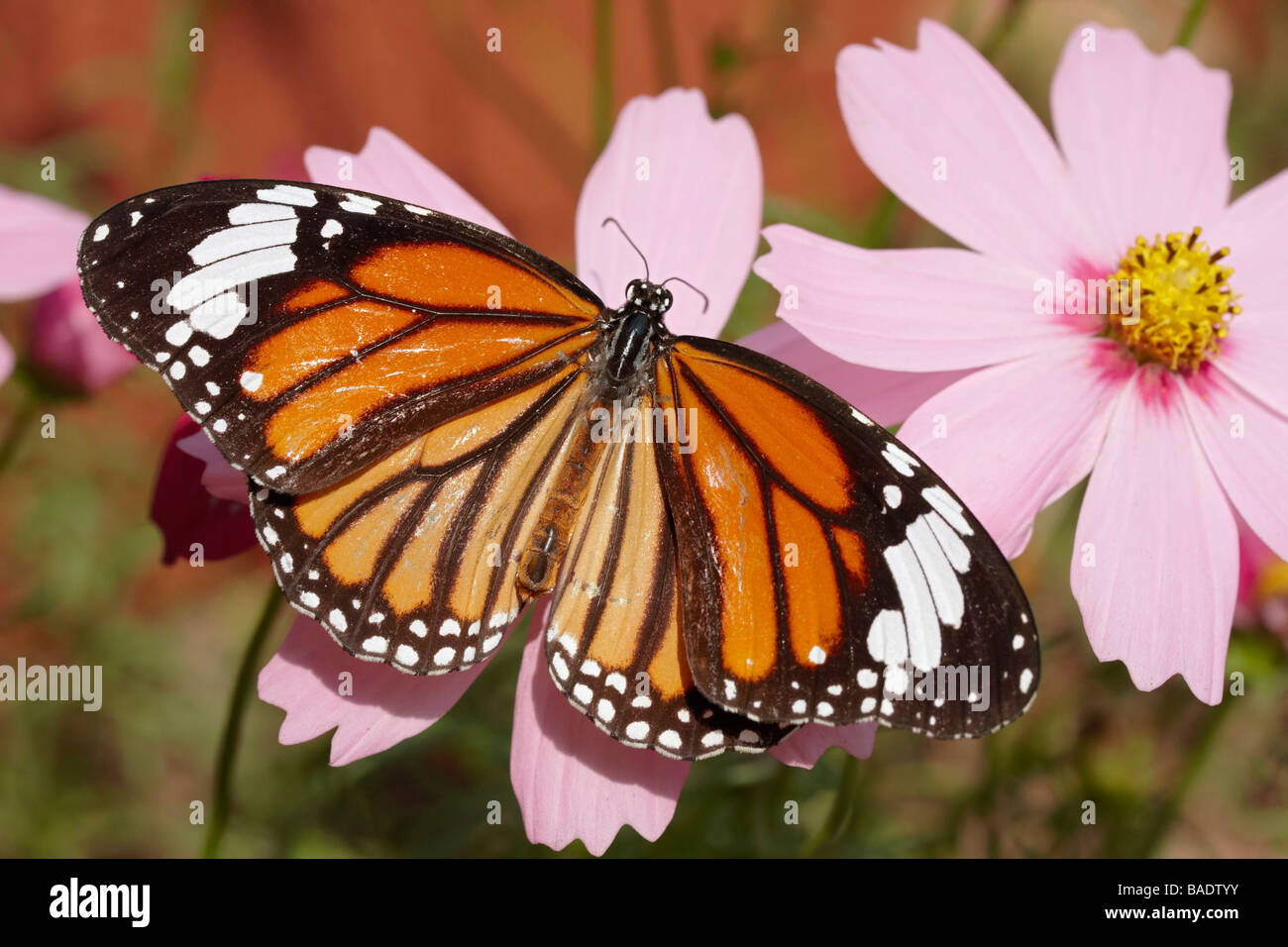 Butterfly Over Flower High Resolution Stock Photography and Images - Alamy