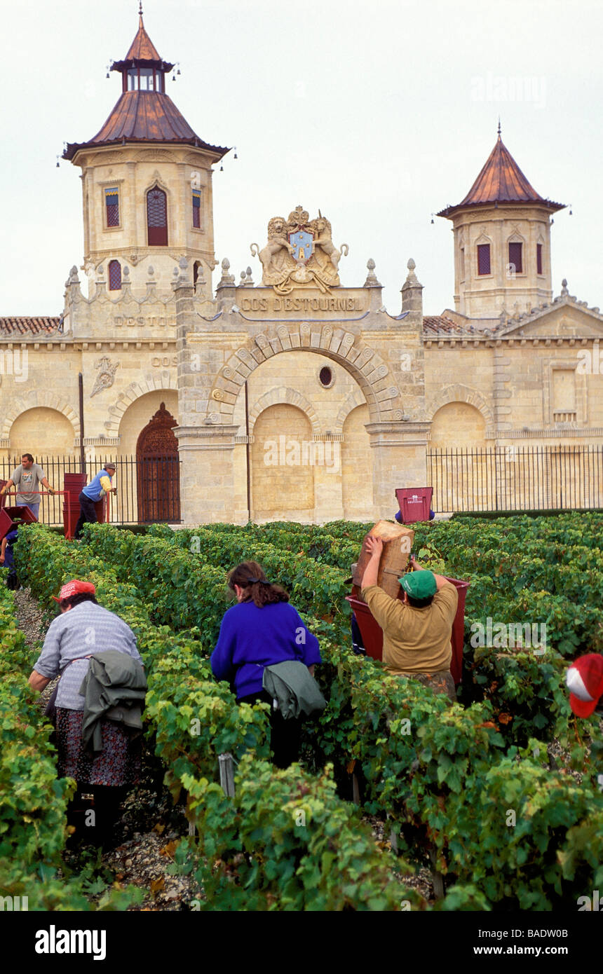 France, Gironde , Saint Estephe, Bordeaux and Medoc Wineyards, Wine ...