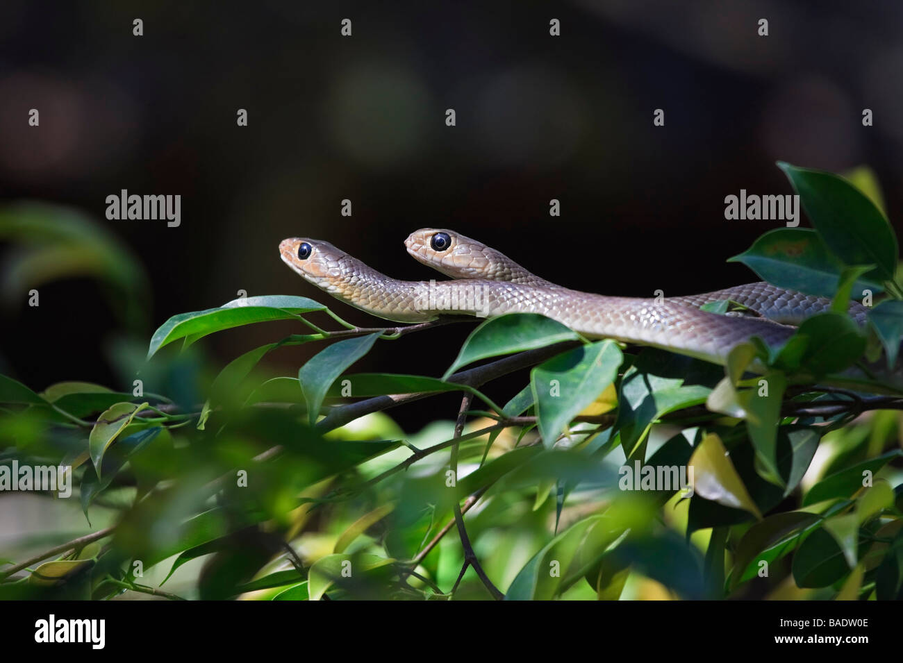 Baby snake tree High Resolution Stock Photography and Images - Alamy