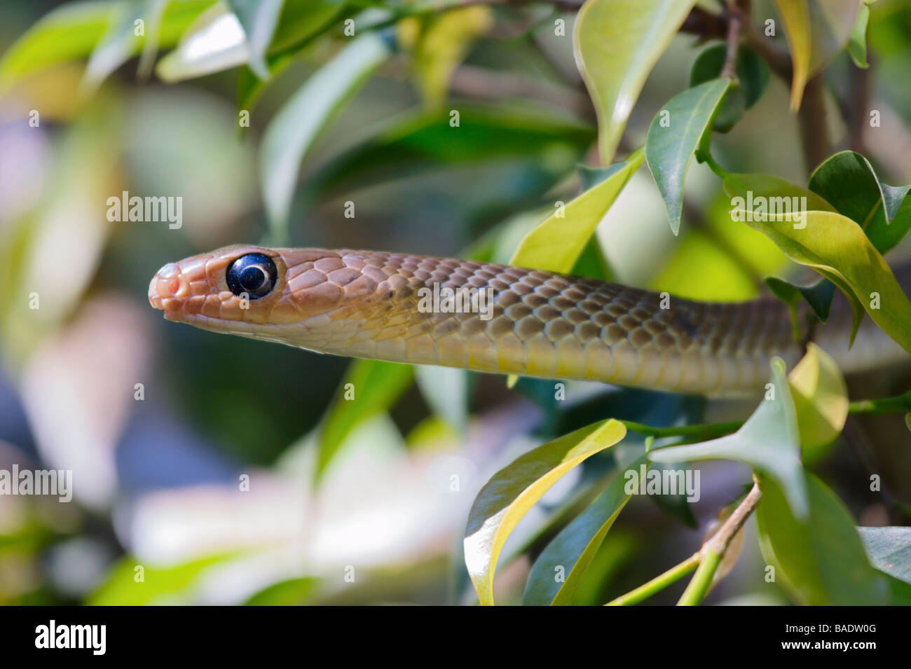 Green Tree Snake High Resolution Stock Photography and Images - Alamy