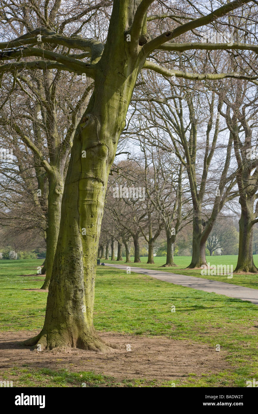 Tree in Park with appearance of a Face on Trunk Stock Photo - Alamy