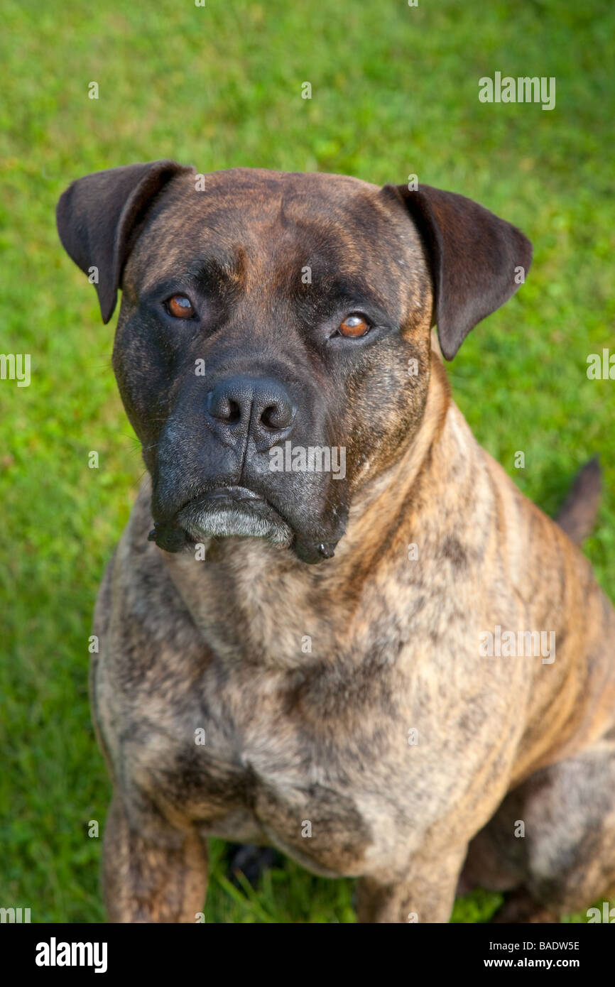 Bull mastiff dog hi-res stock photography and images - Alamy