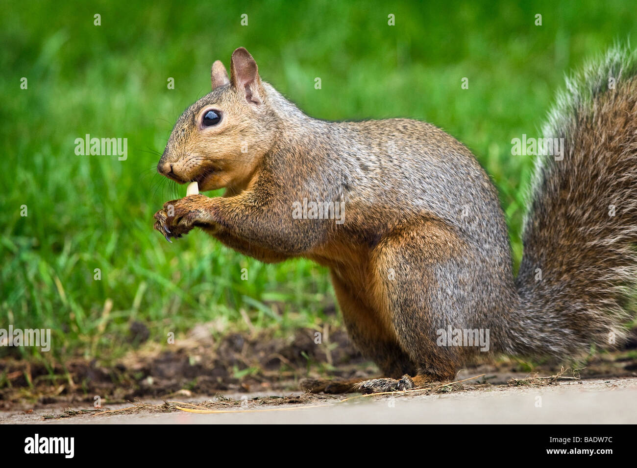1 squirrel hi-res stock photography and images - Alamy