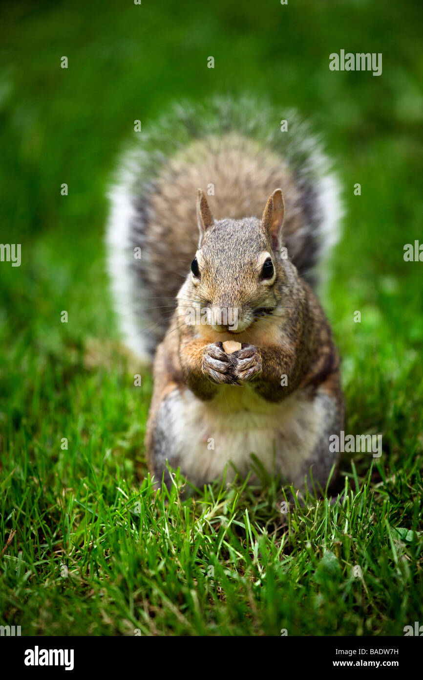 Grey squirrel front view hi-res stock photography and images - Alamy