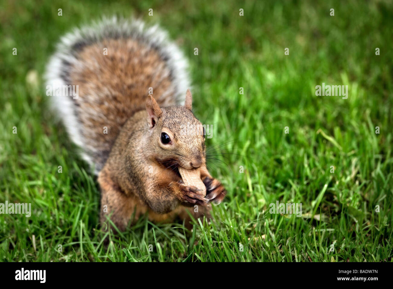 Gary gerovac hi-res stock photography and images - Alamy