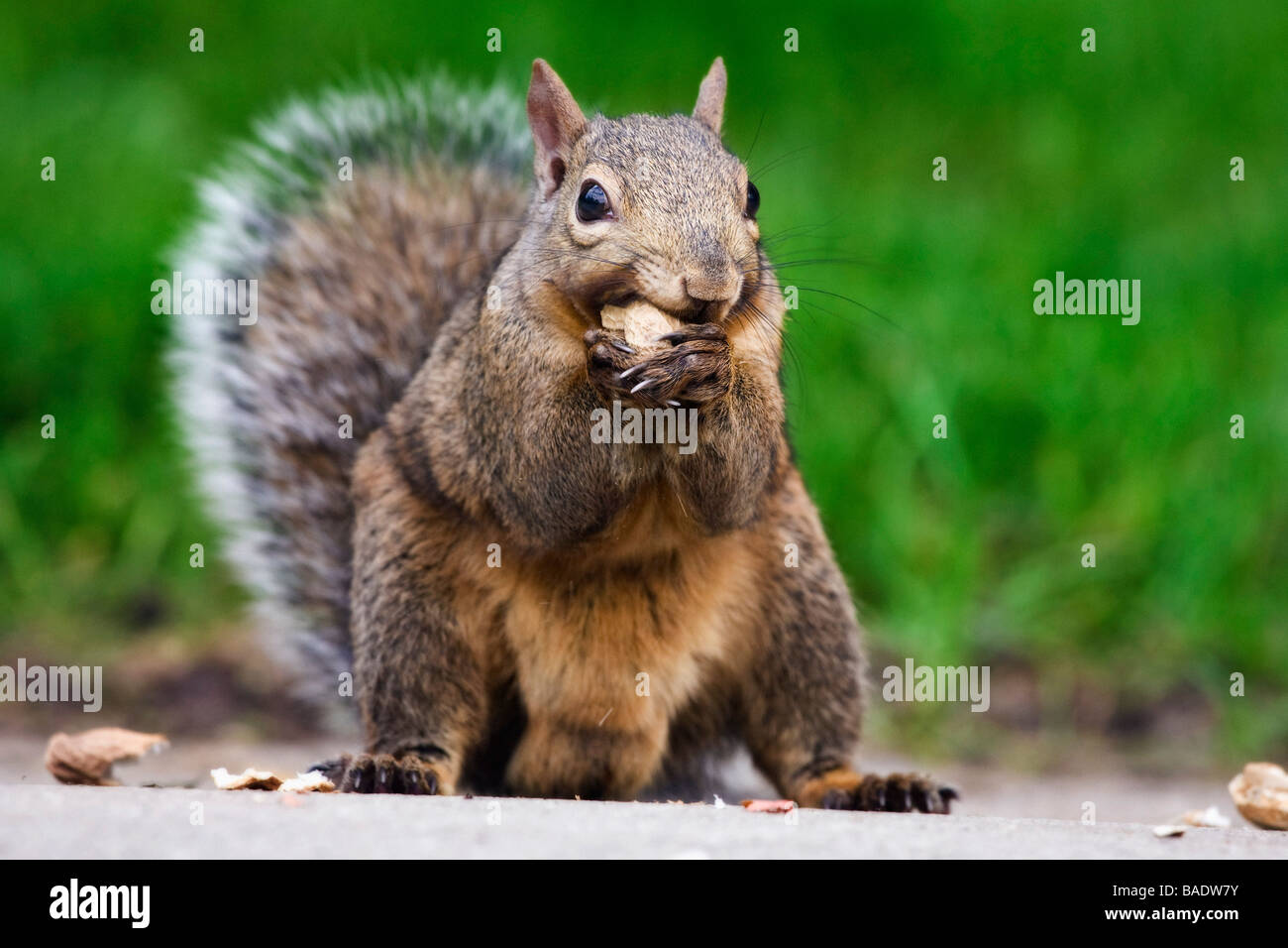 Head on squirrel photo hi-res stock photography and images - Alamy