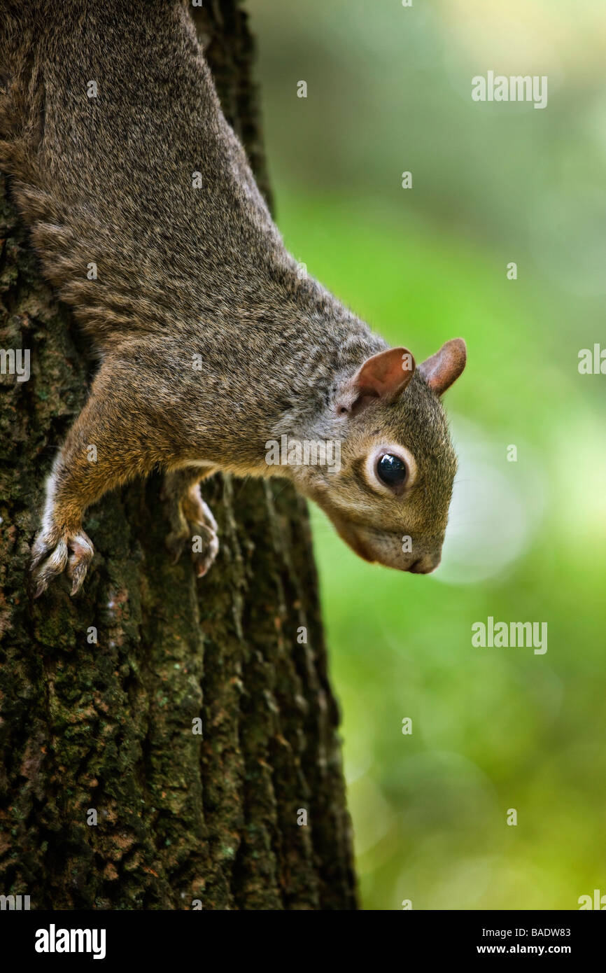 Squirrel tree hi-res stock photography and images - Alamy