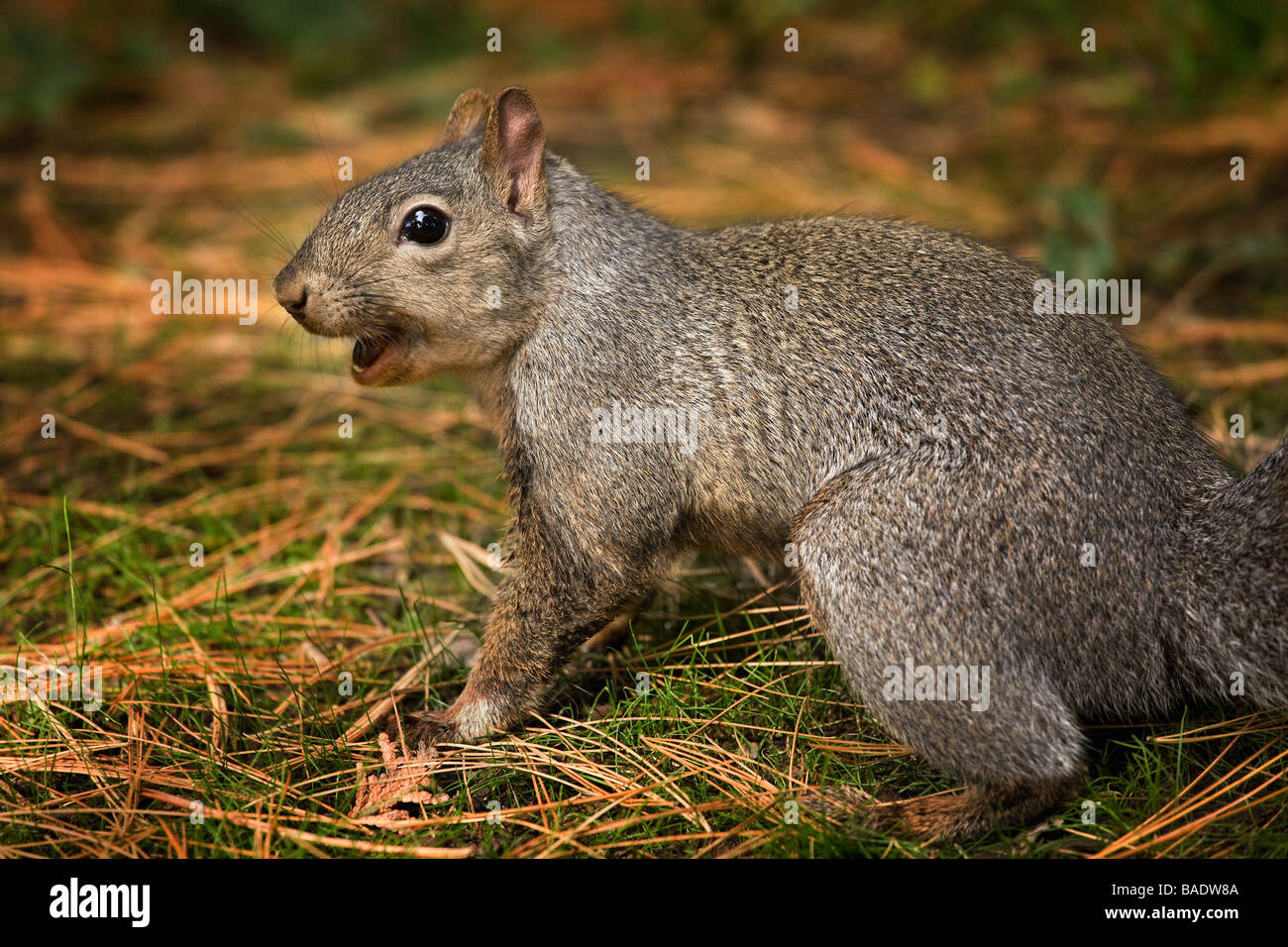 Extreme close up grey squirrel hi-res stock photography and images - Alamy