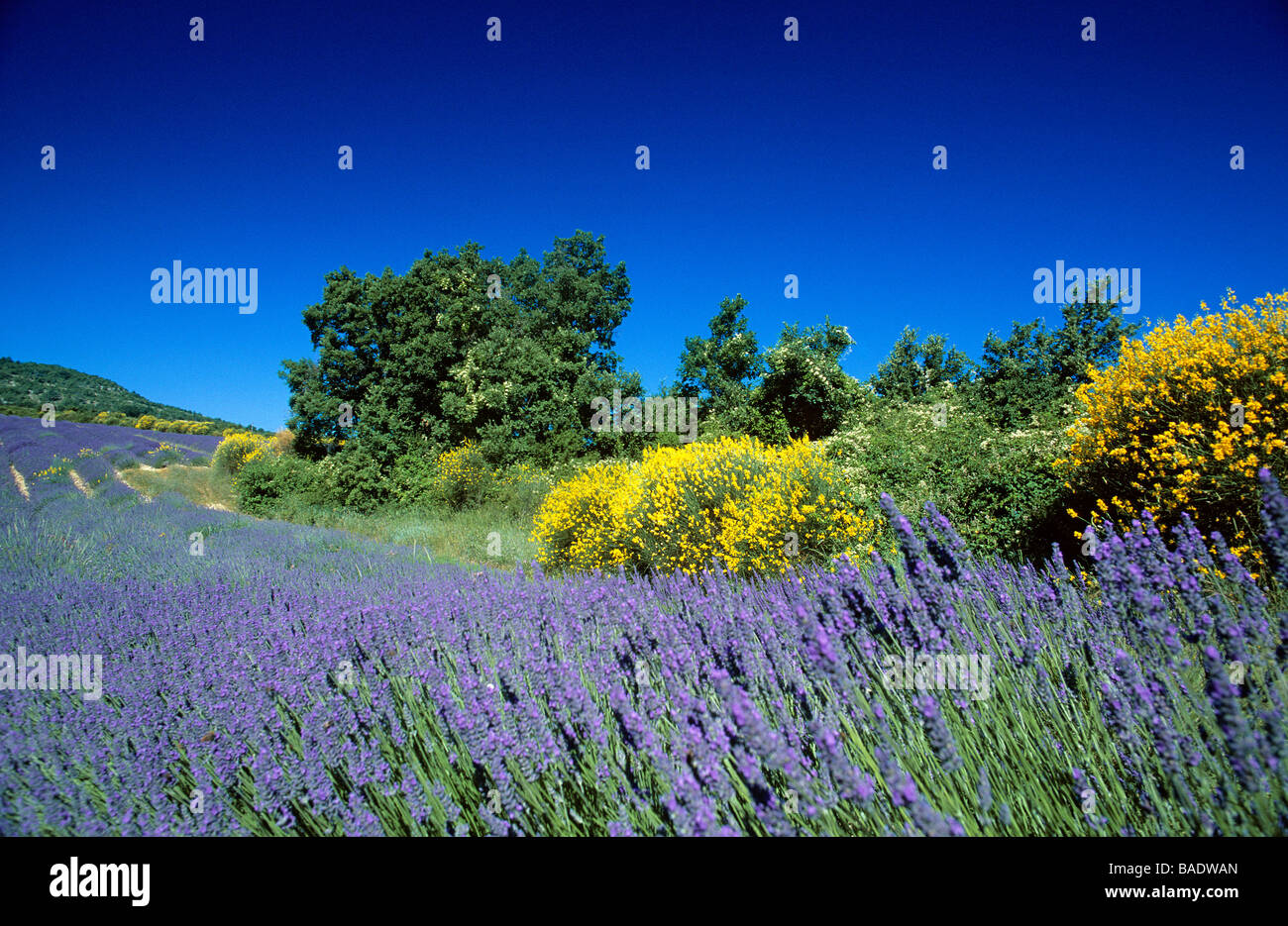 Vacheres hi-res stock photography and images - Alamy