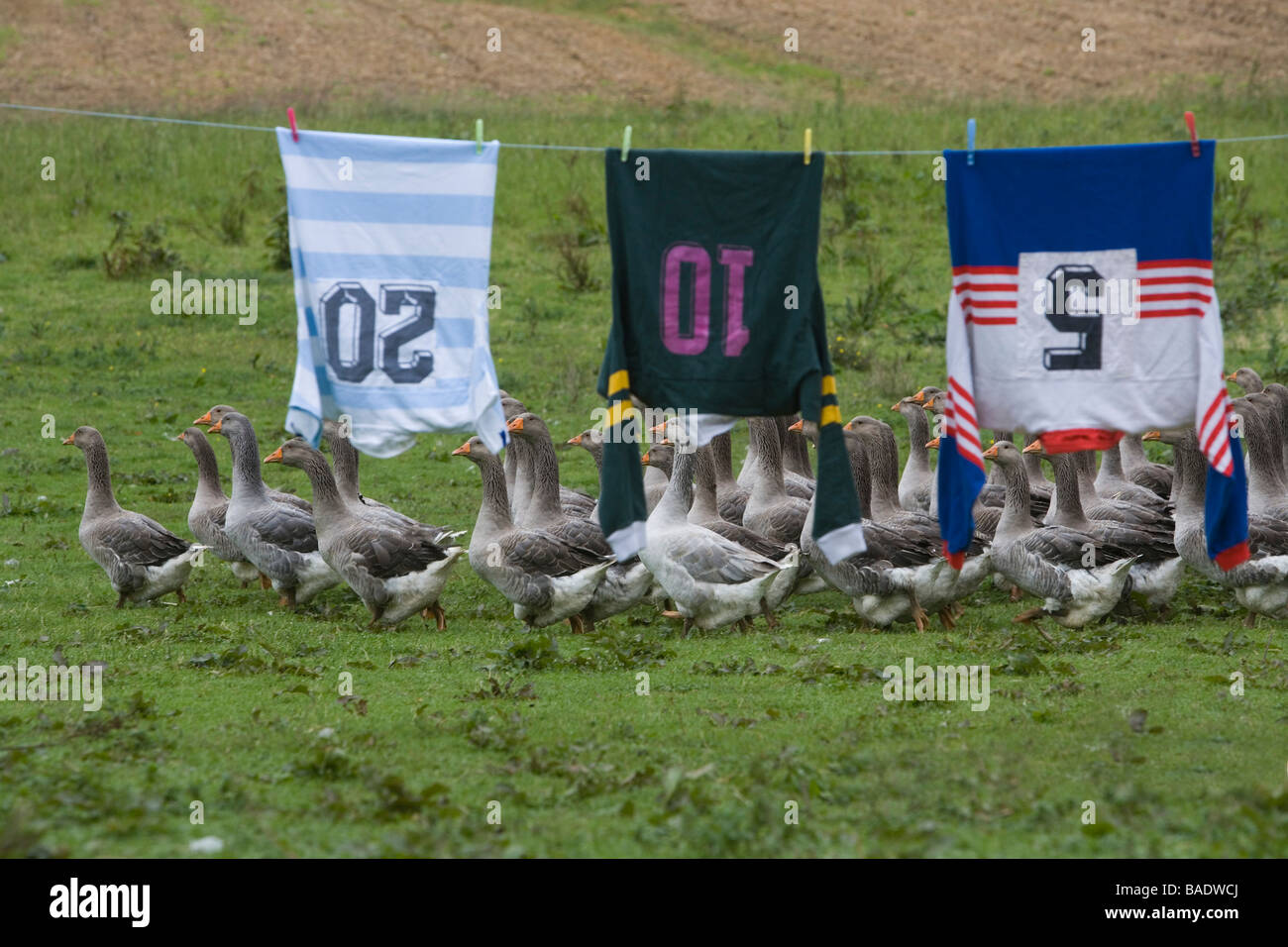 France, Landes, Montaut, Dupouy Family's farm, goose farming, drying ...