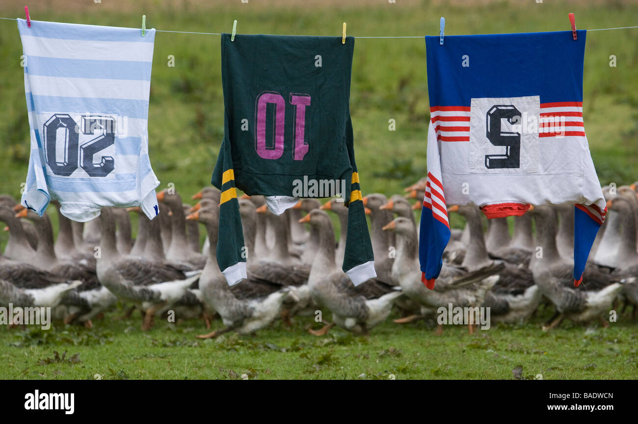 France, Landes, Montaut, Dupouy Family's farm, goose farming, drying ...