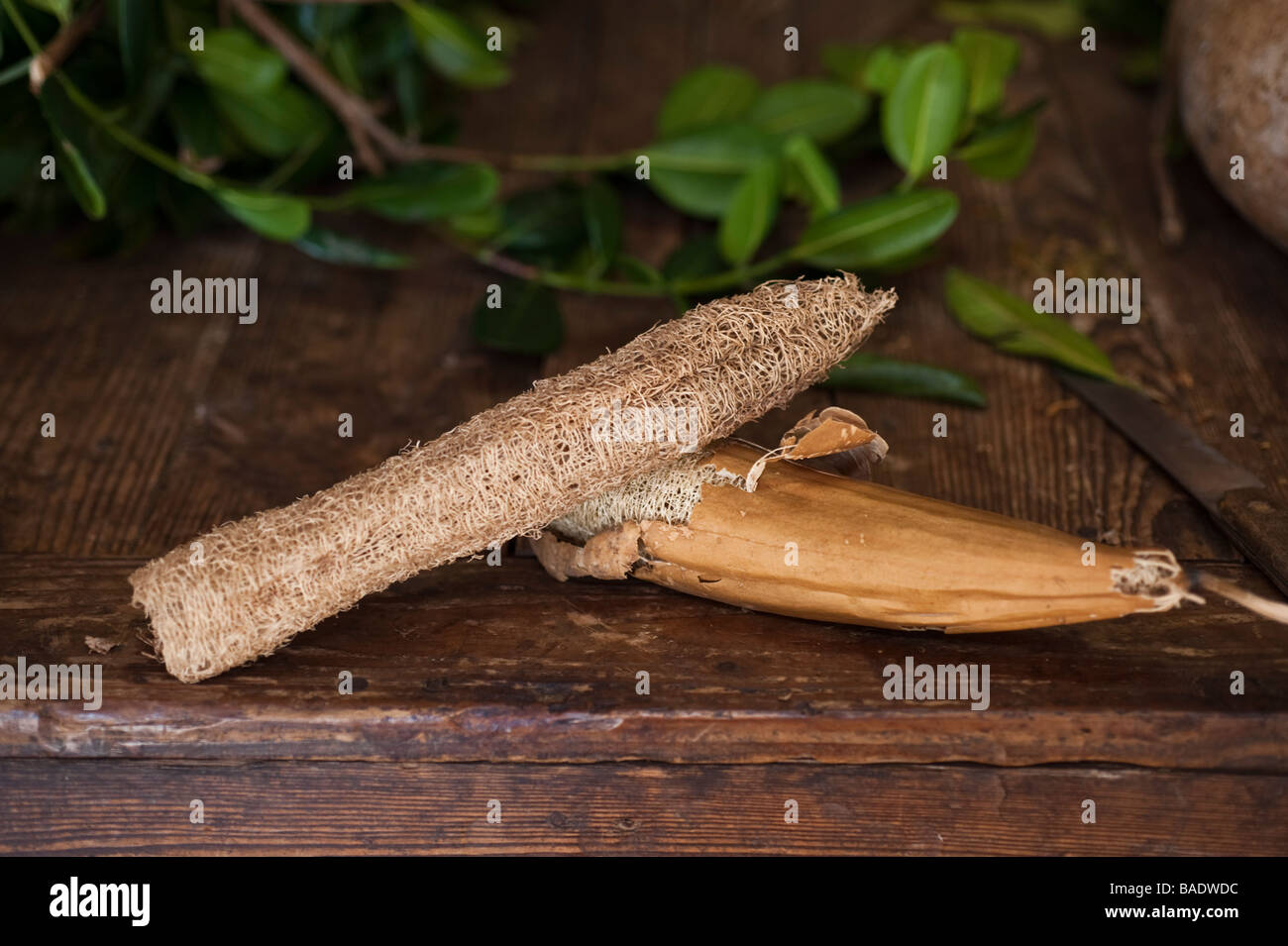 Loofah, Luffa aegyptiaca, fruit of the tropical vine used as a sponge ...