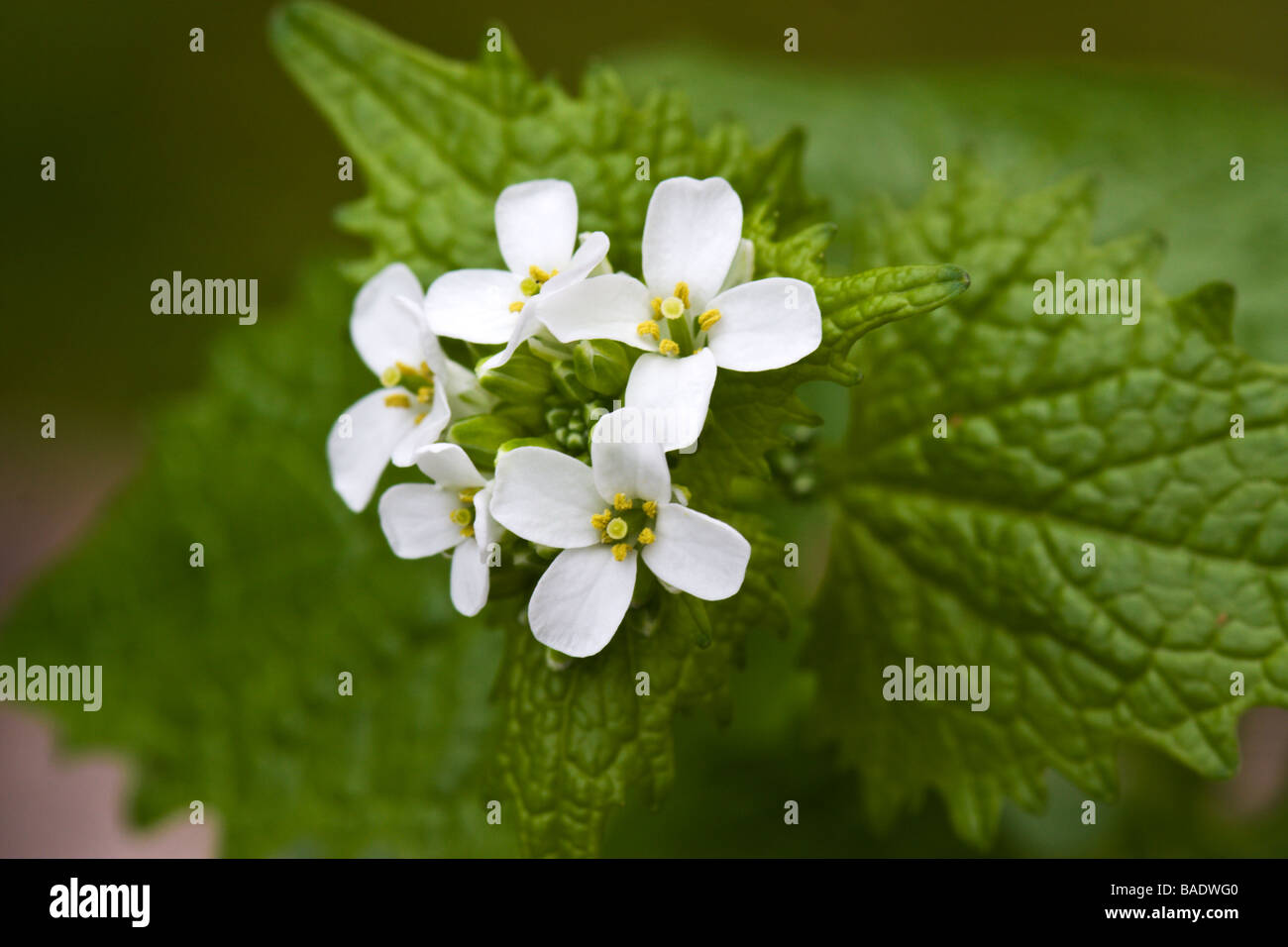 Garlic mustard hi-res stock photography and images - Alamy