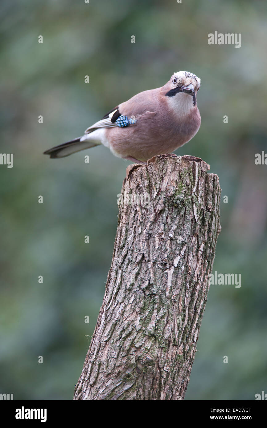 Glandarios hi-res stock photography and images - Alamy