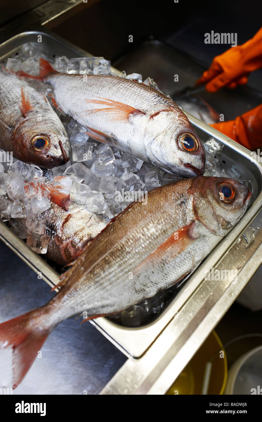 Fish Packing Plant High Resolution Stock Photography and Images - Alamy