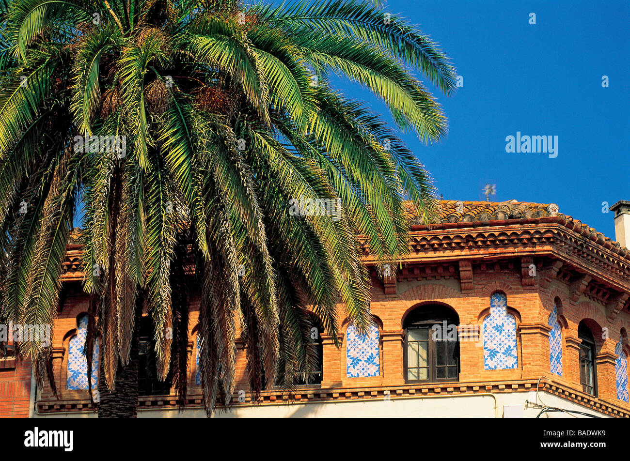 Spain, Catalunya, Barcelona, Palm tree & tile roof Stock Photo - Alamy