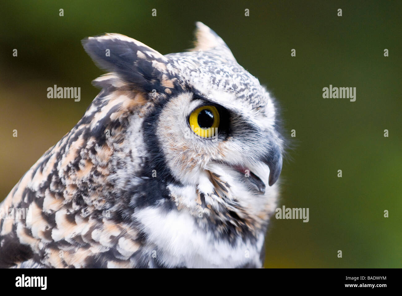 Portrait of Owl Stock Photo - Alamy
