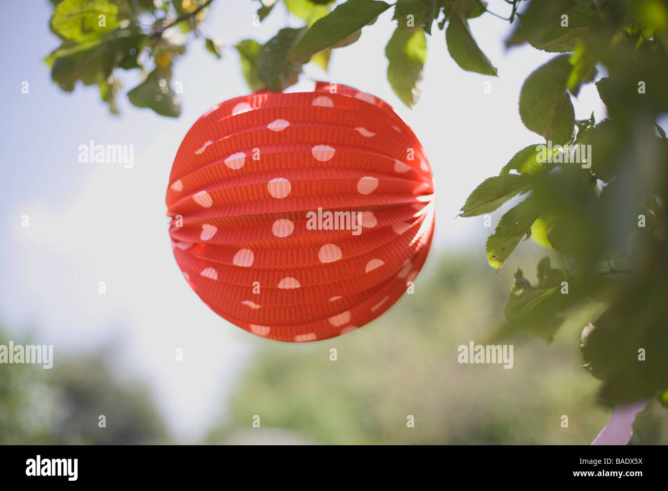 Chinese Lantern Hanging From Tree Stock Photo - Alamy