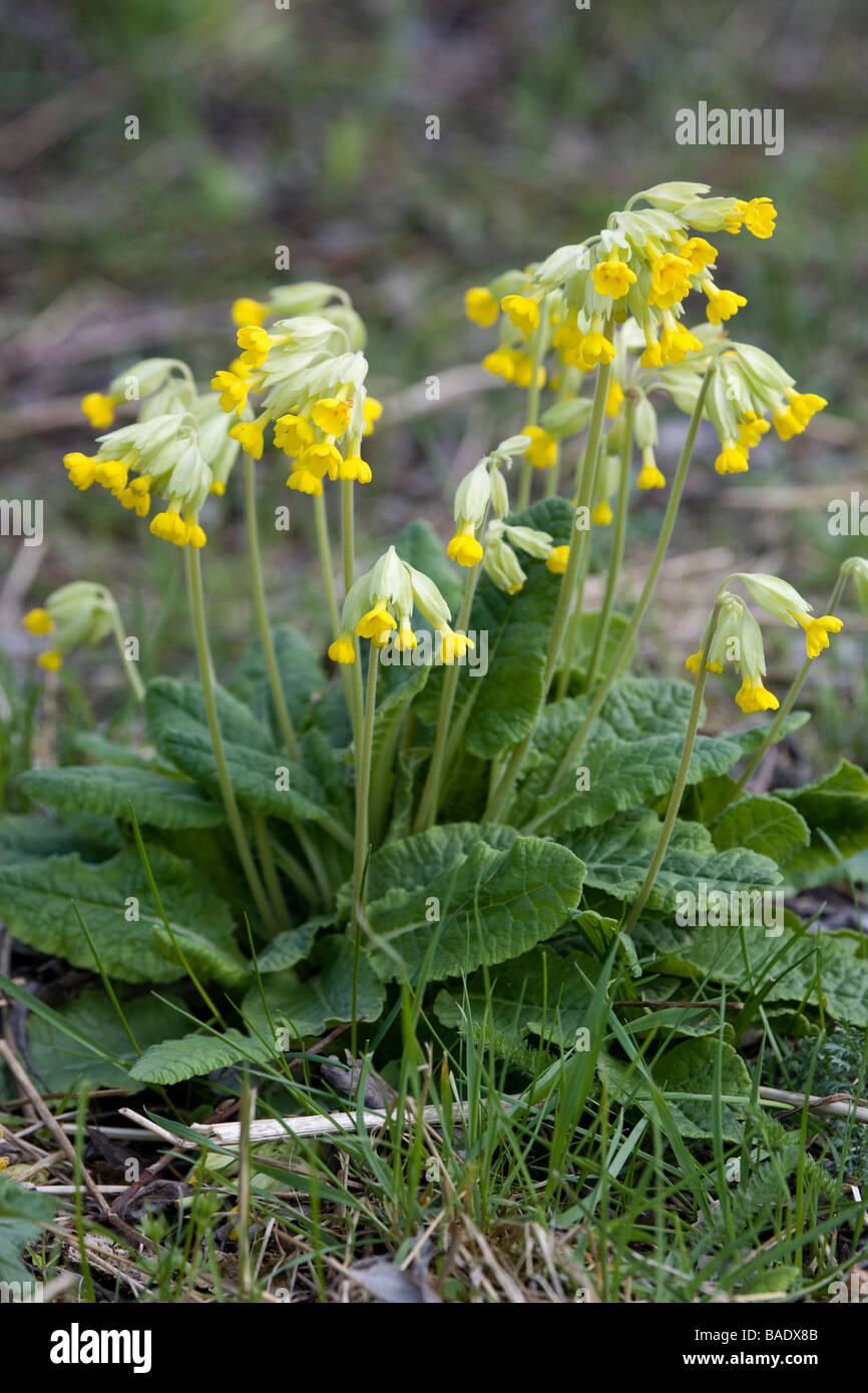 Cowslip hi-res stock photography and images - Alamy