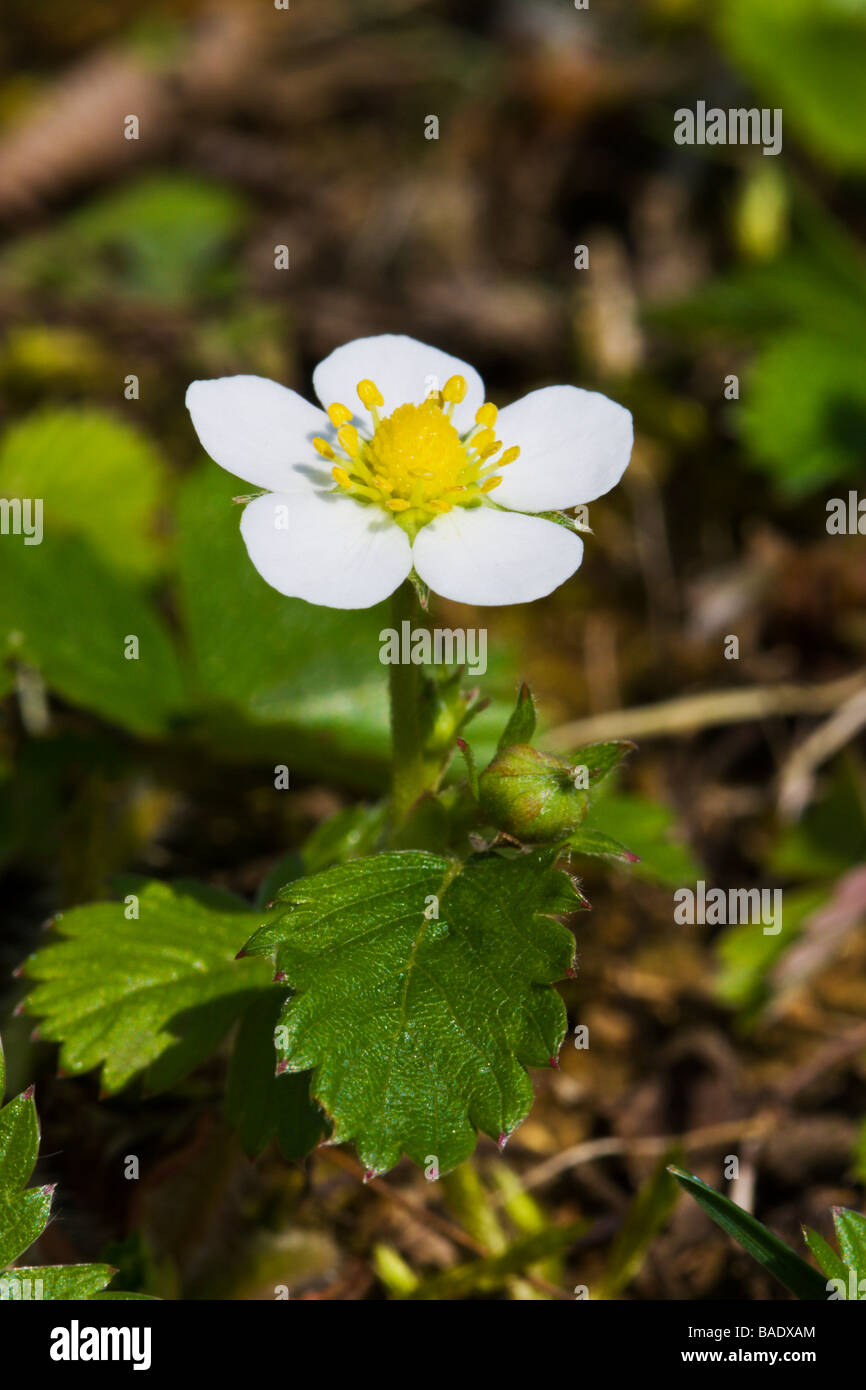 White flower of wild strawberry hi-res stock photography and images - Alamy