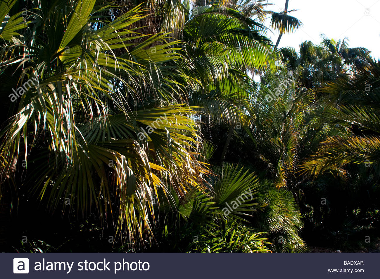 Royal Palm Trees Stock Photos & Royal Palm Trees Stock Images - Alamy
