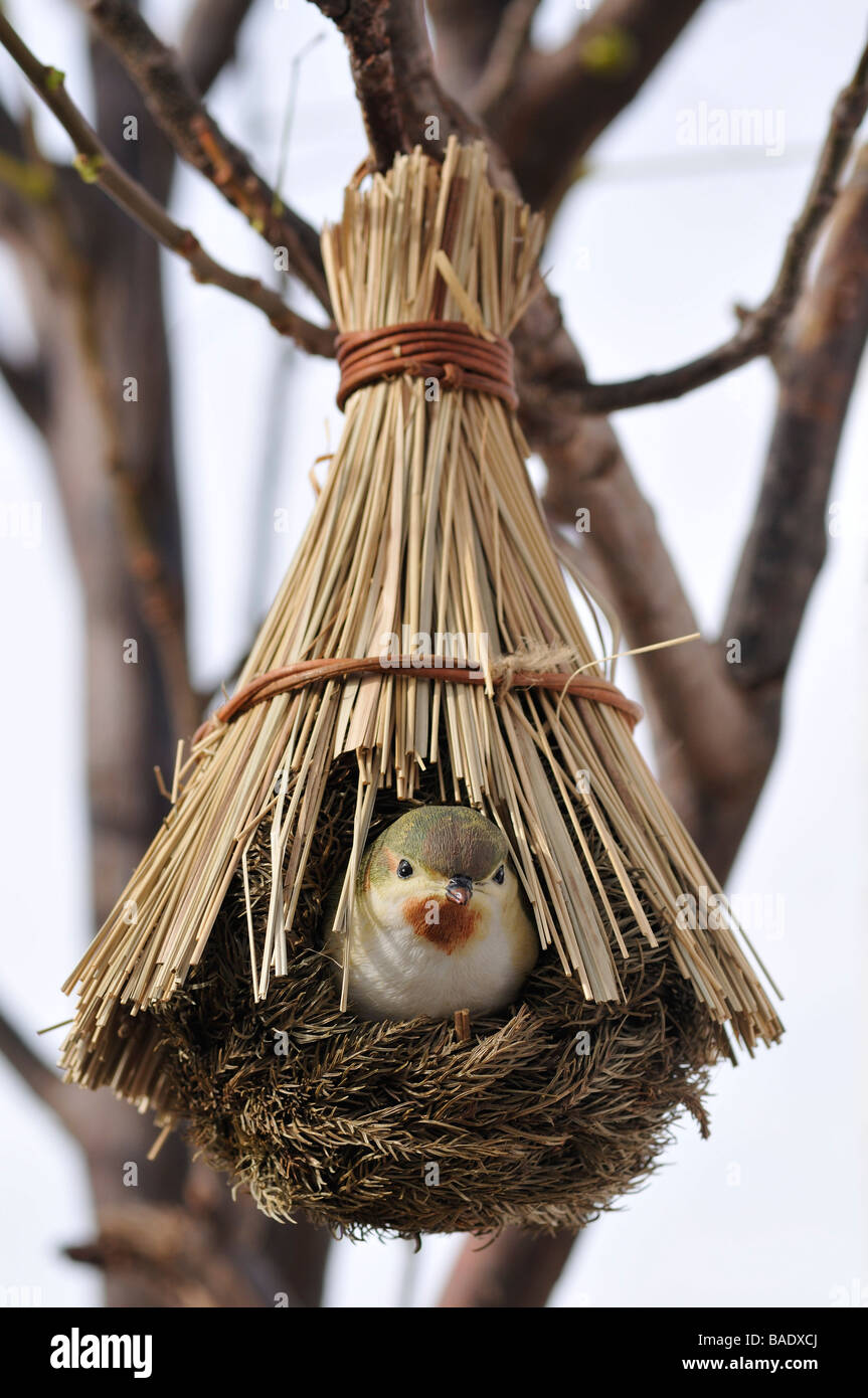 Ornamental bird hi-res stock photography and images - Alamy
