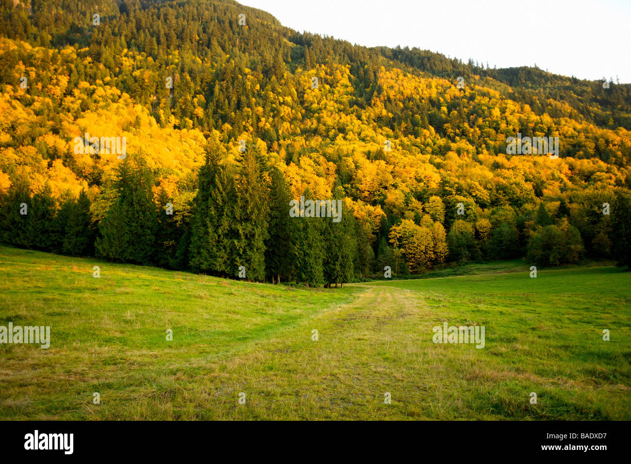 Mixed evergreen and deciduous forest with the colors of autumn hi-res ...