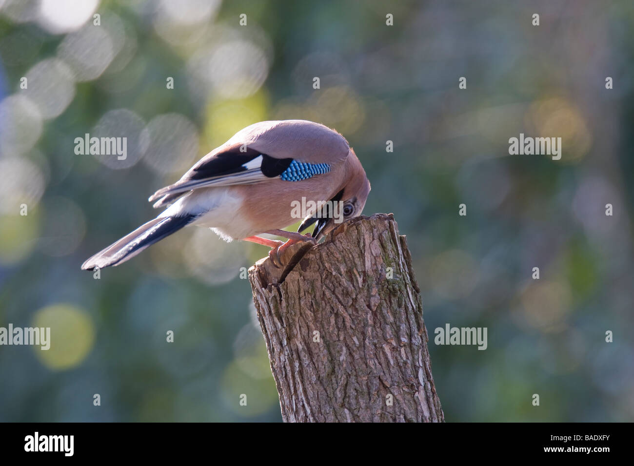 Glandarios hi-res stock photography and images - Alamy