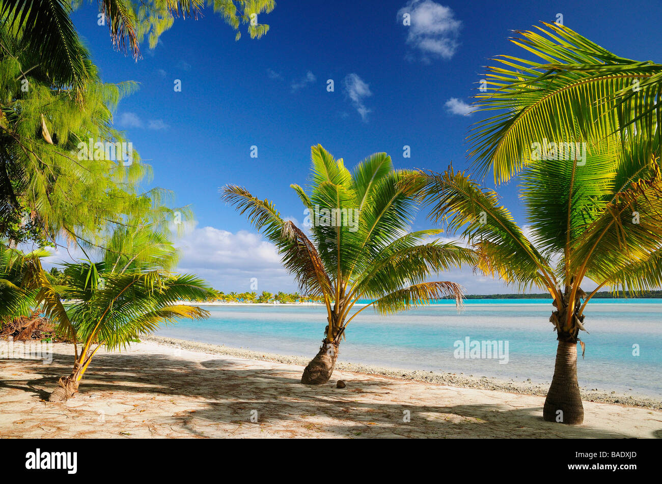 Palm Trees on Beach, Ootu Peninsula, Aitutaki, Cook Islands Stock Photo ...