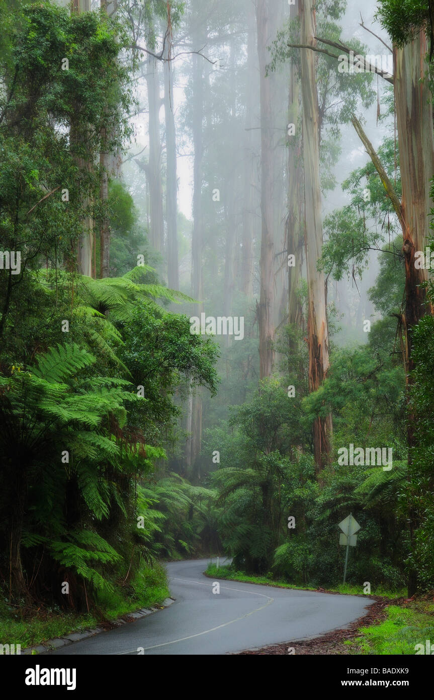 Dandenong ranges hi-res stock photography and images - Alamy