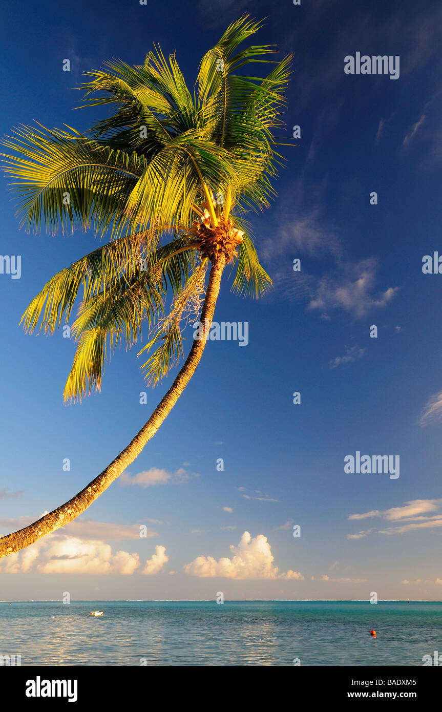 Palm Tree over Lagoon, Bora Bora, French Polynesia Stock Photo - Alamy
