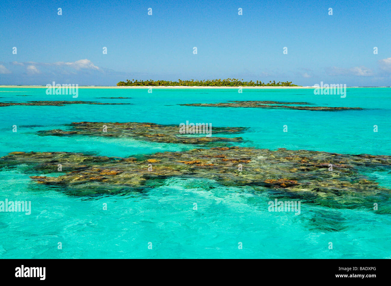 Coral in Water, Aitutaki Lagoon, Aitutaki, Cook Islands Stock Photo - Alamy