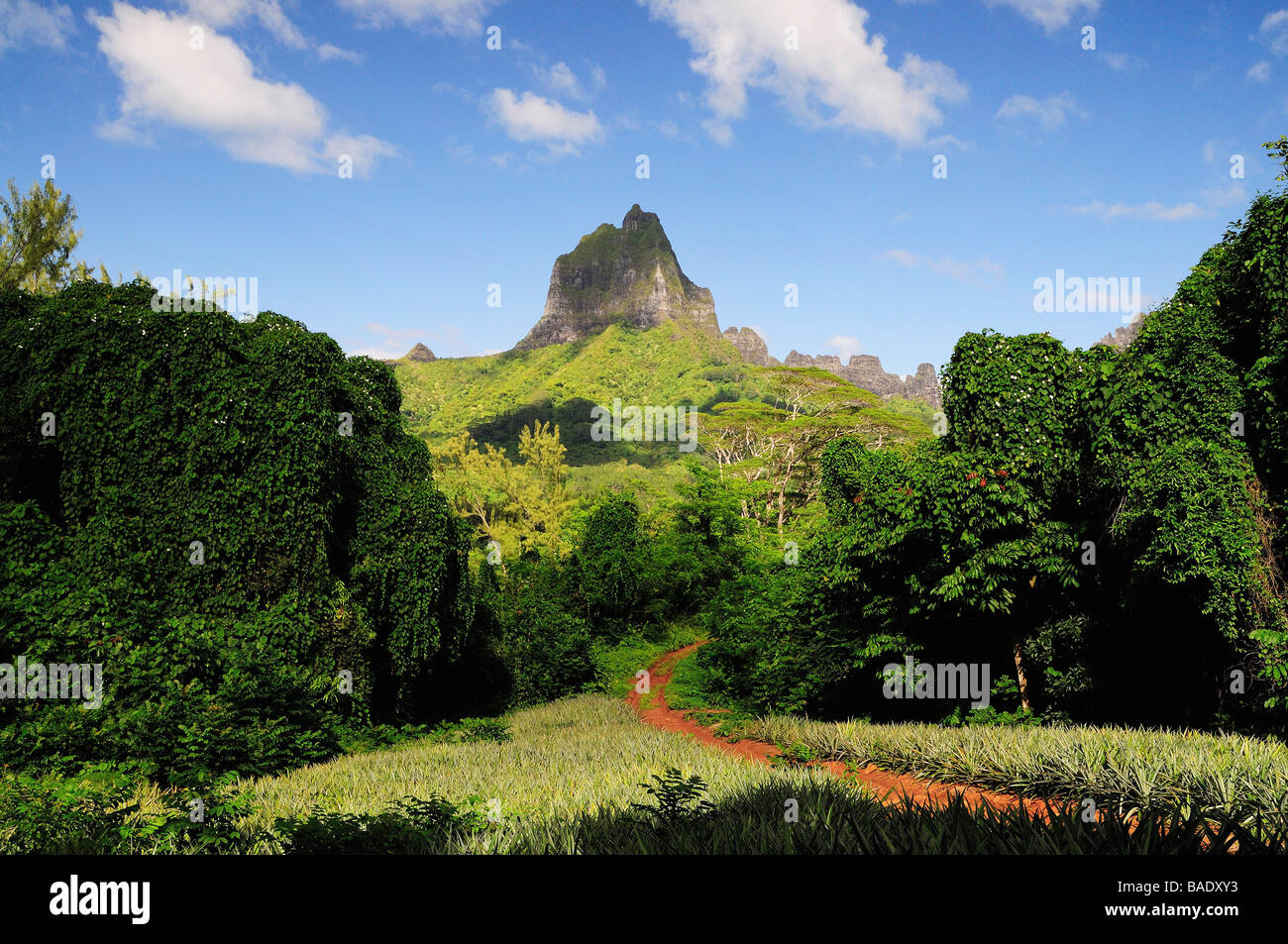 Path to Mount Mauaroa, Moorea, French Polynesia Stock Photo - Alamy
