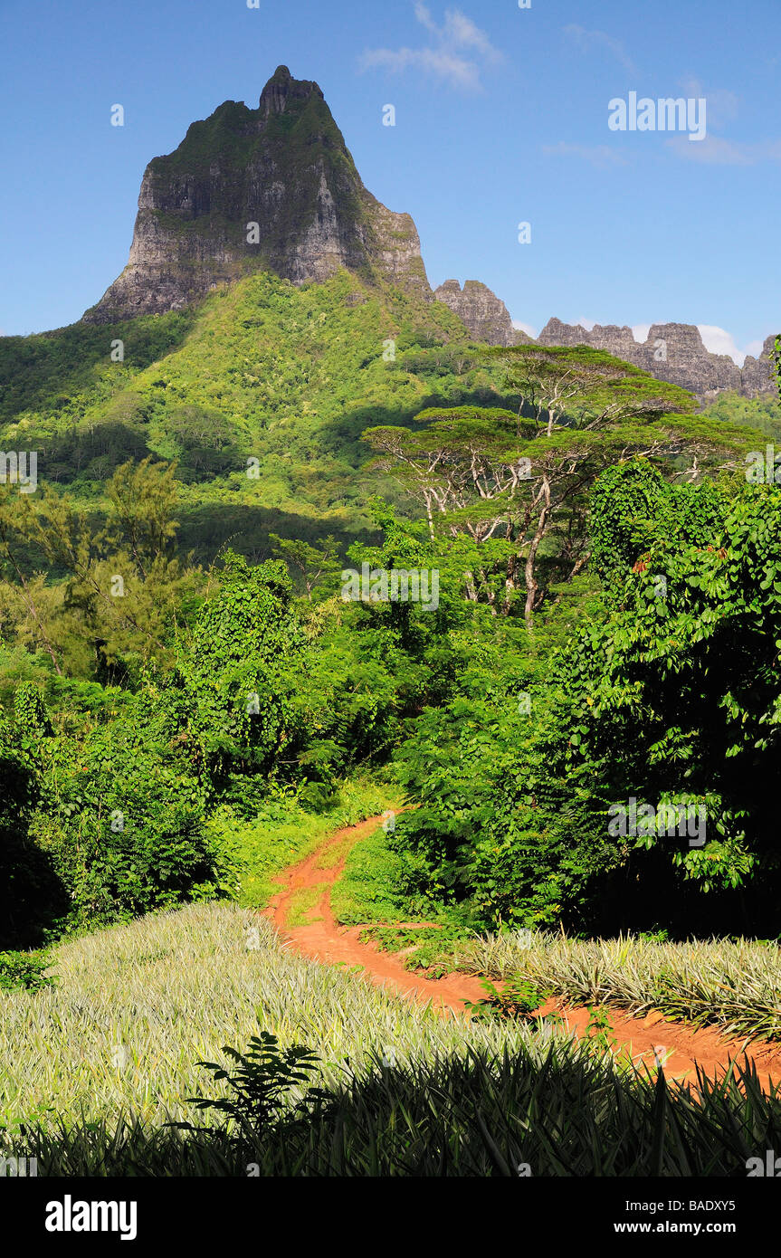 Path to Mount Mauaroa, Moorea, French Polynesia Stock Photo - Alamy