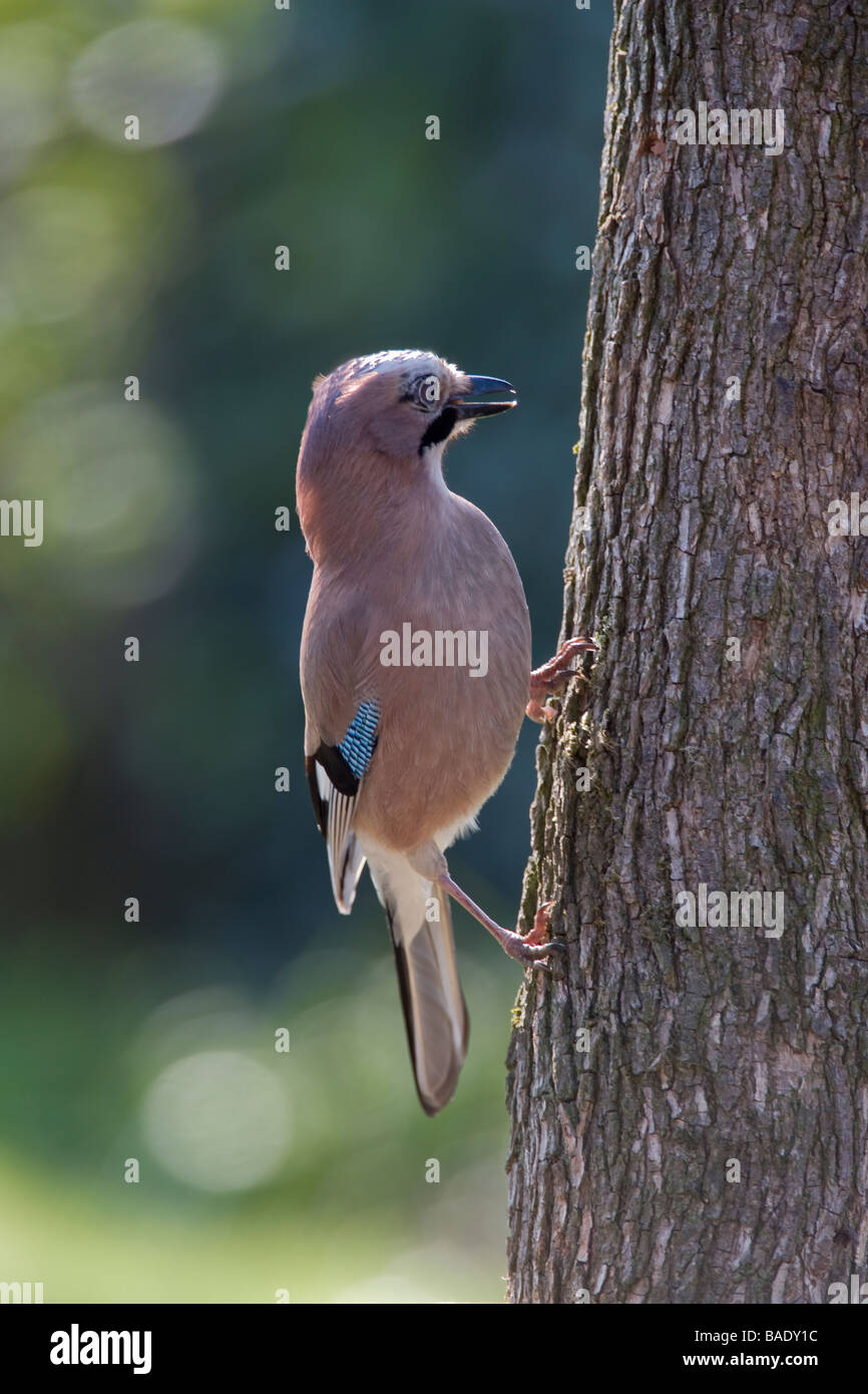 Jay tree trunk hi-res stock photography and images - Alamy