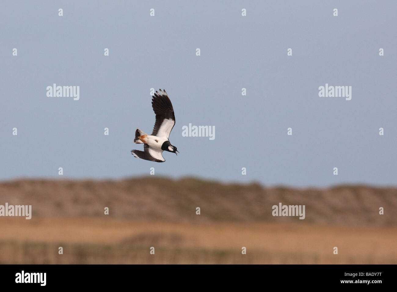 Lapwing Vanellus vanellus in Flight Stock Photo - Alamy
