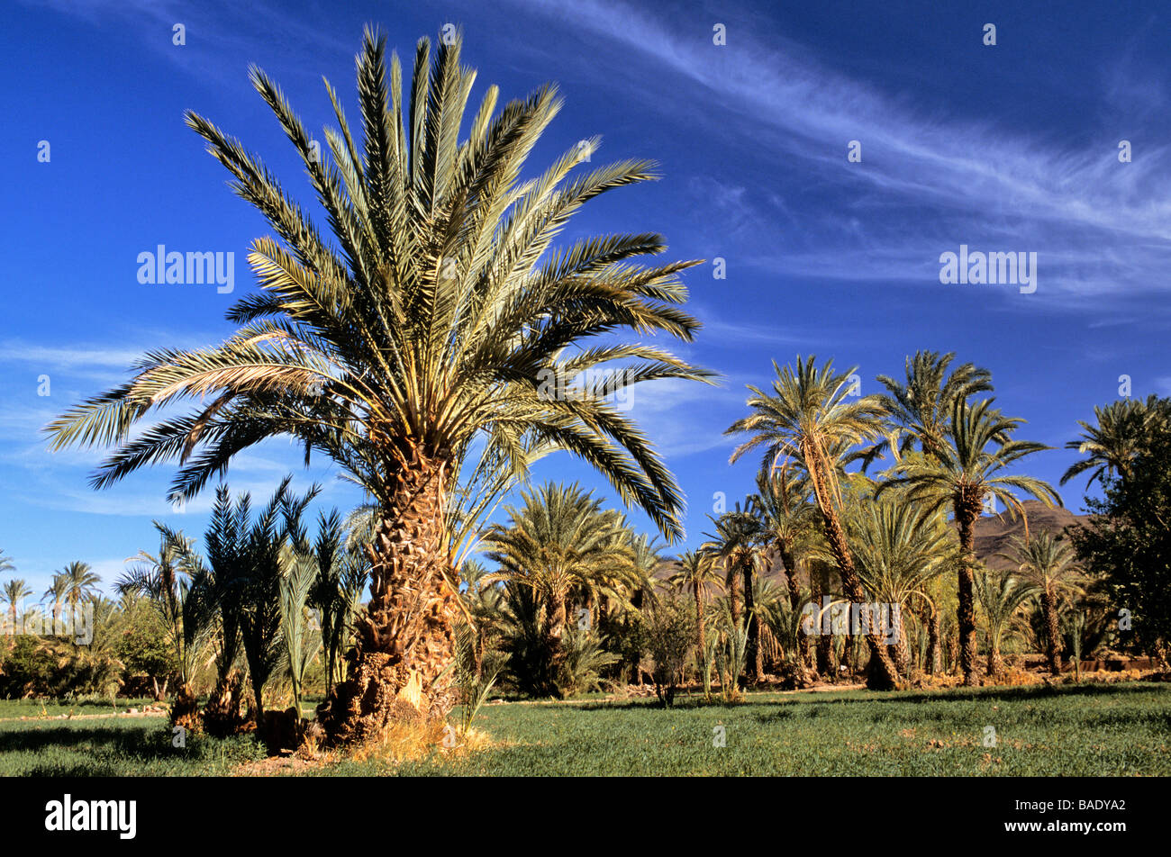 Agdz agriculture hi-res stock photography and images - Alamy