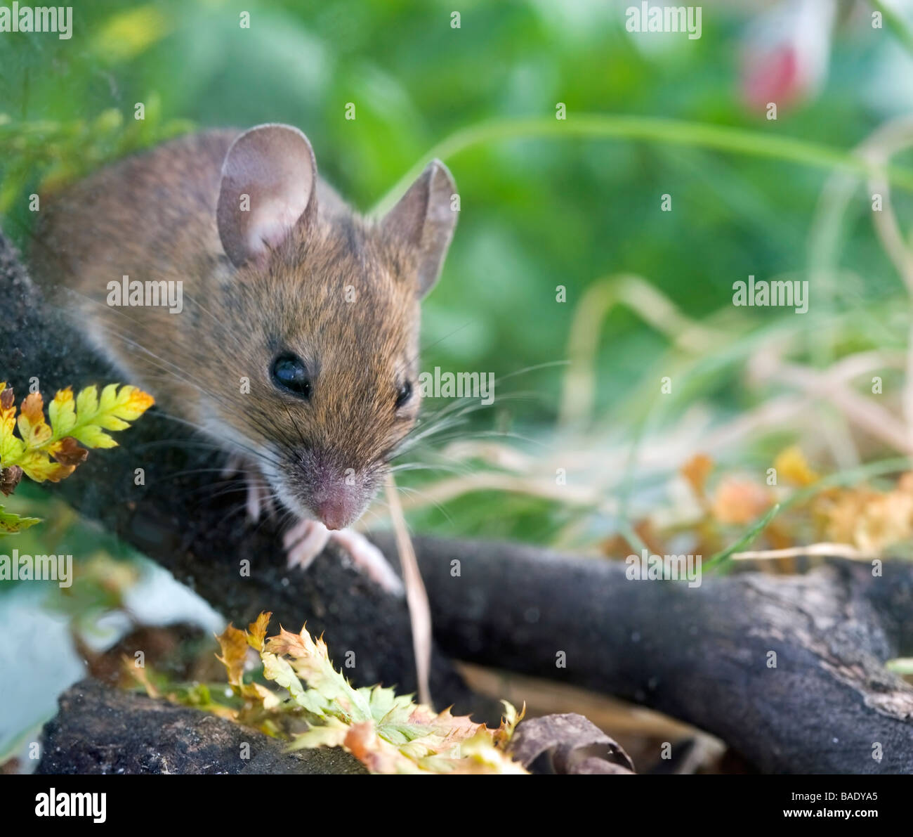Yellow necked Mouse Stock Photo - Alamy