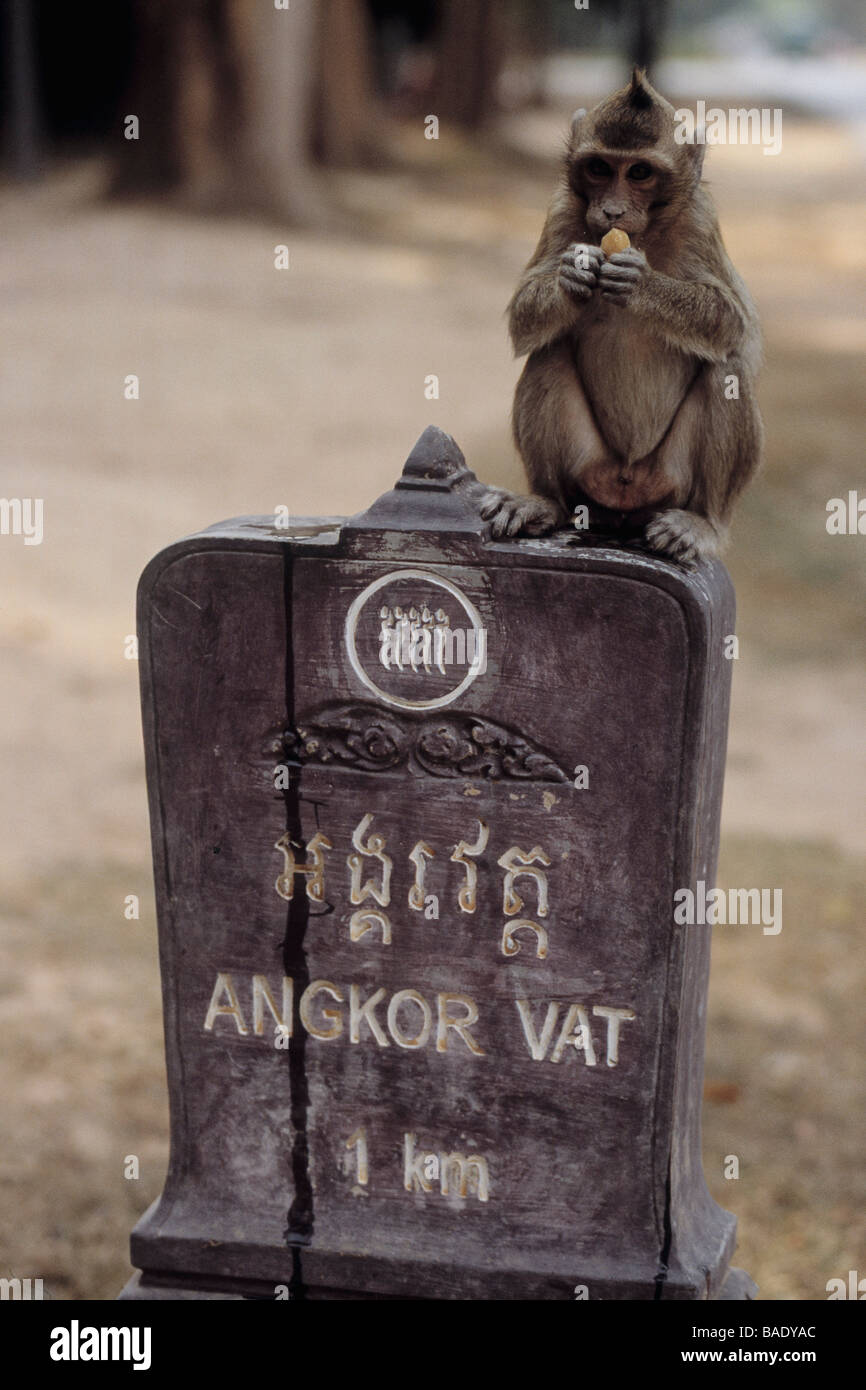 Monkey on Sign, Angkor Wat, Cambodia Stock Photo - Alamy