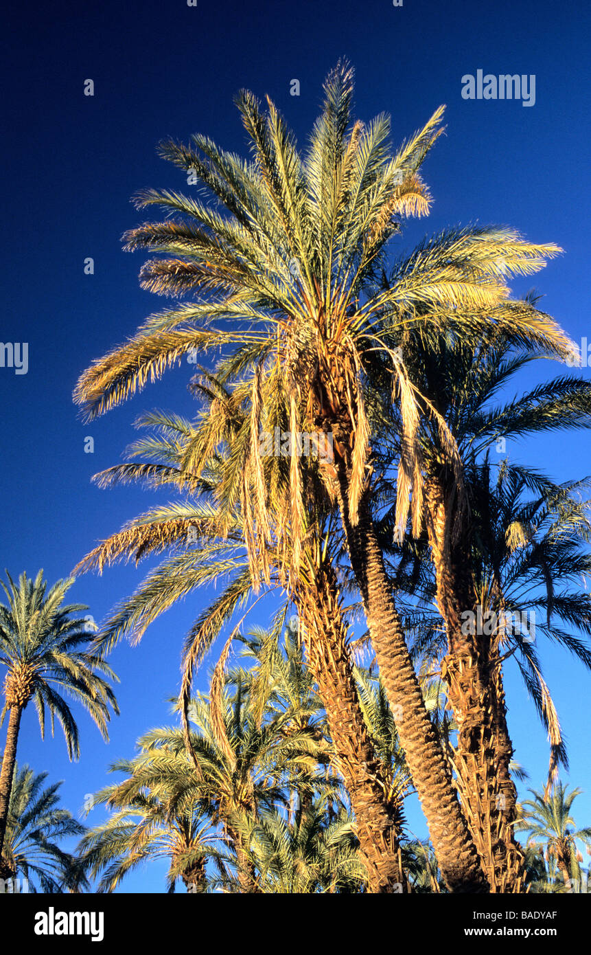 Agdz palm plantation hi-res stock photography and images - Alamy